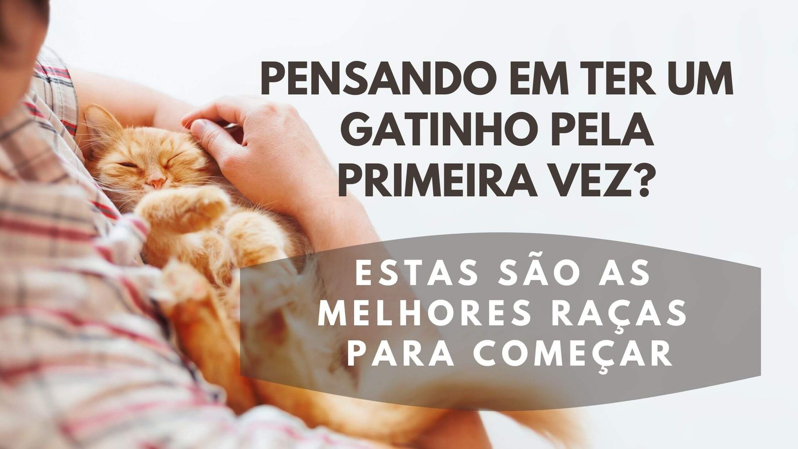 Pensando em ter um gatinho pela primeira vez? Quais as raças de gatos ...