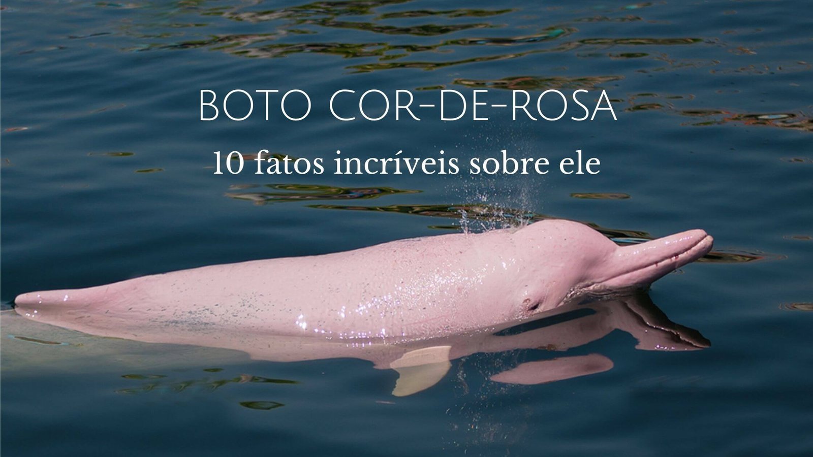 Roupa Do Boto Cor De Rosa - FDPLEARN