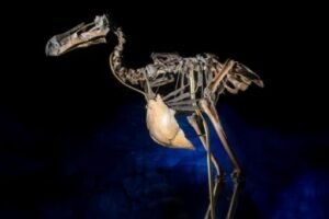 Tudo o que você sempre quis saber sobre o dodô - Proto Animal Brasil