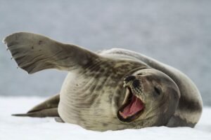 Focas - tipos, características e muito mais - Proto Animal Brasil